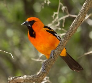 Best Oriole Feeder for Nectar, Jelly and Fruit