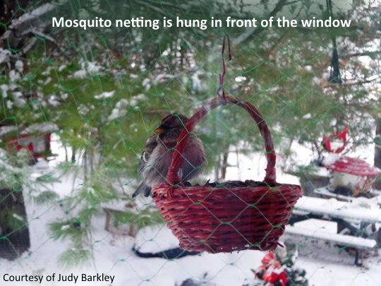 Bird Window Collisions Prevention Tips