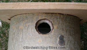 Free Bird House Plans - Bluebird, Purple Martin, Wren, More