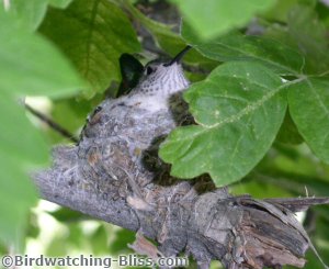 Create Your Own Hummingbird Habitat
