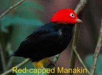 Red-capped Manakin - The Moonwalking Bird