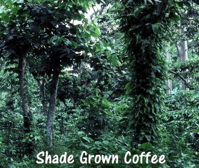 Bird Friendly Coffee - Best of Shade Grown Coffee