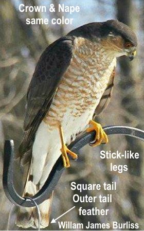 Coopers Hawk vs. Sharp-Shinned Hawk Identification