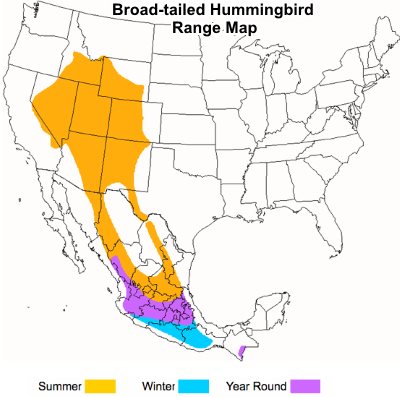 Broad-tailed Hummingbird Fun Facts