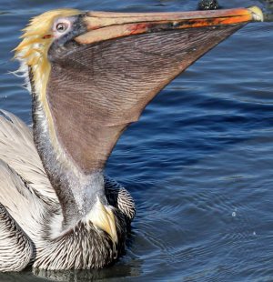 Bird Beaks - Why Are There So Many Different Shapes?