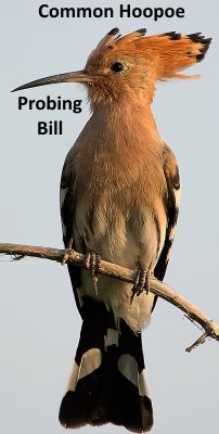 Bird Beaks - Why Are There So Many Different Shapes?