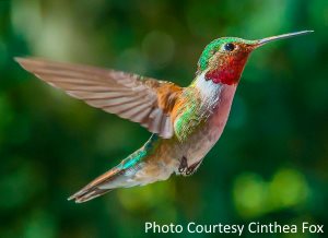 Hummingbirds | Nectar Recipe, Feeders, Fun Facts