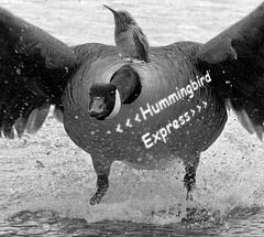 Hummingbird Migration - On the Backs of Geese?