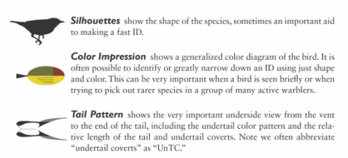 The Ultimate Warbler Field Identification Guide
