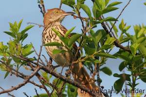 Georgia State Bird - Brown Thrasher