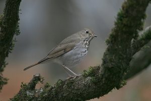 Vermont State Bird - Hermit Thrush
